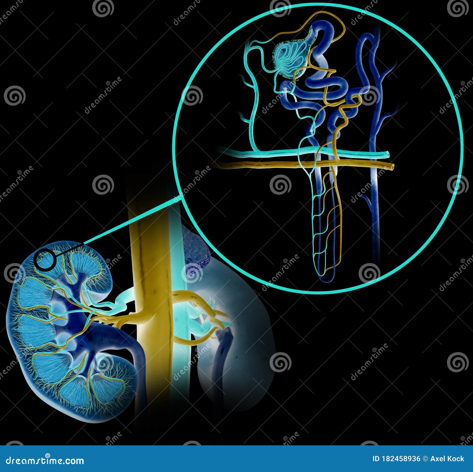 Nephron Structure in Kidney, Medically 3D Illustration Stock ...