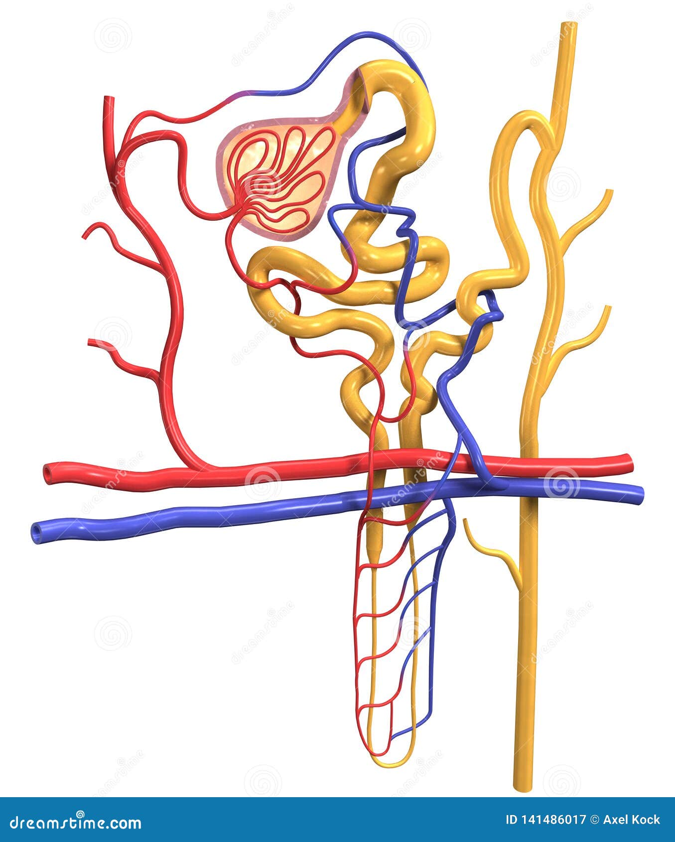 Nephron Structure in Kidney, Medically 3D Illustration Stock Image ...