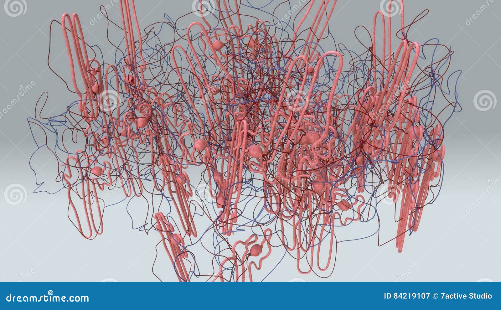 Nephrons Back View stock illustration. Illustration of diagram - 84219107