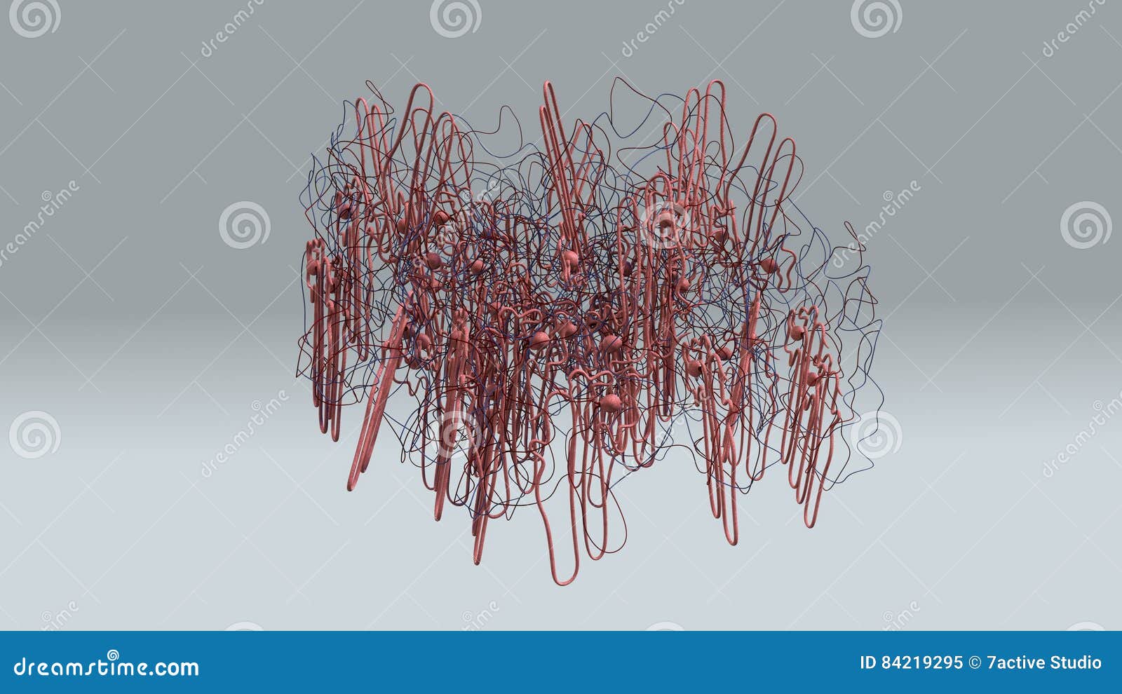 Nephrons Front View stock illustration. Illustration of medical - 84219295