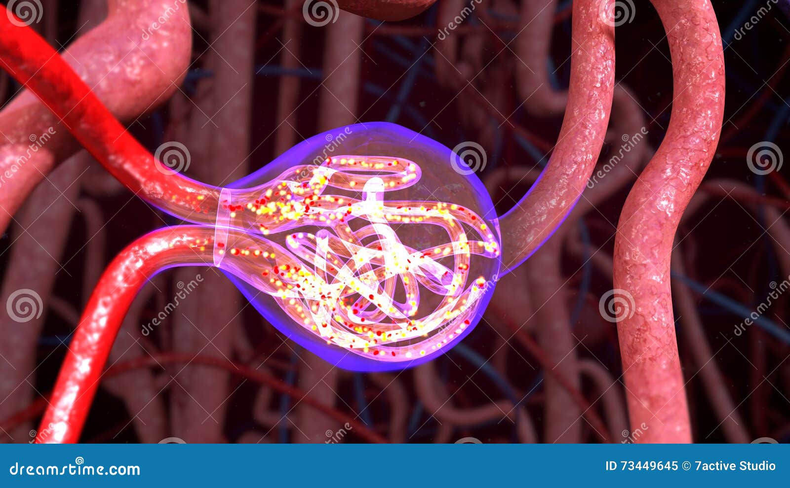 Kidney Glomerulus Micrograph Stock Photography | CartoonDealer.com ...