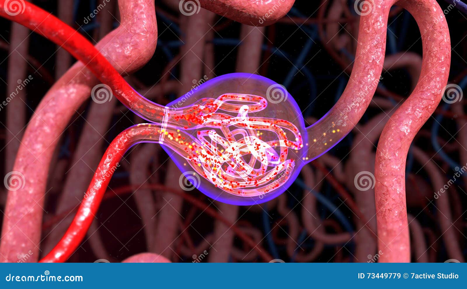 Nephrons Function stock image. Image of artery, cross - 73449779