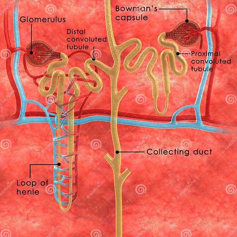 Nephrons labelled stock illustration. Illustration of glomerular - 48747812