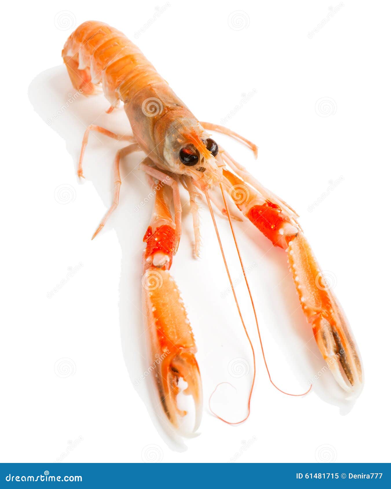 Nephrops norvegicus stock image. Image of langoustine - 61481715