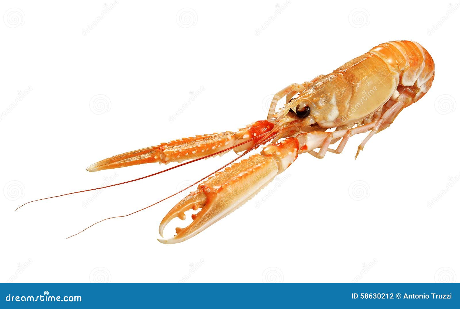 Nephrops norvegicus Scampo stock photo. Image of shrimp - 58630212