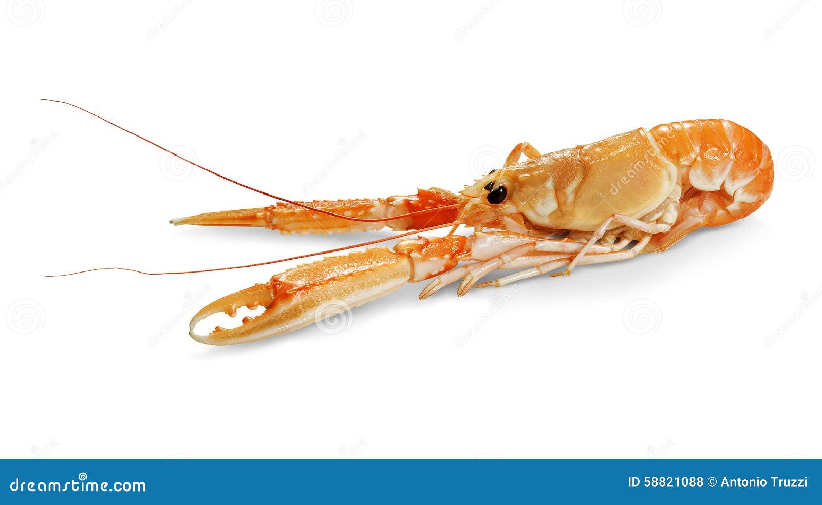 Nephrops norvegicus Scampo stock photo. Image of mediterranean - 58821088
