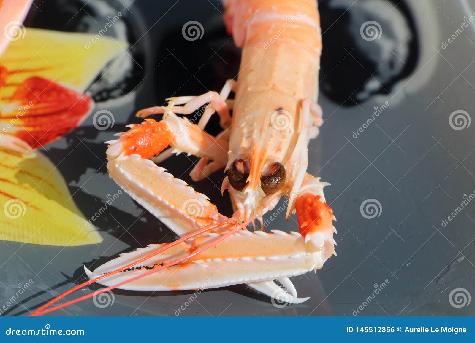 Nephrops on a plate stock photo. Image of healthy, nephrops - 145512856