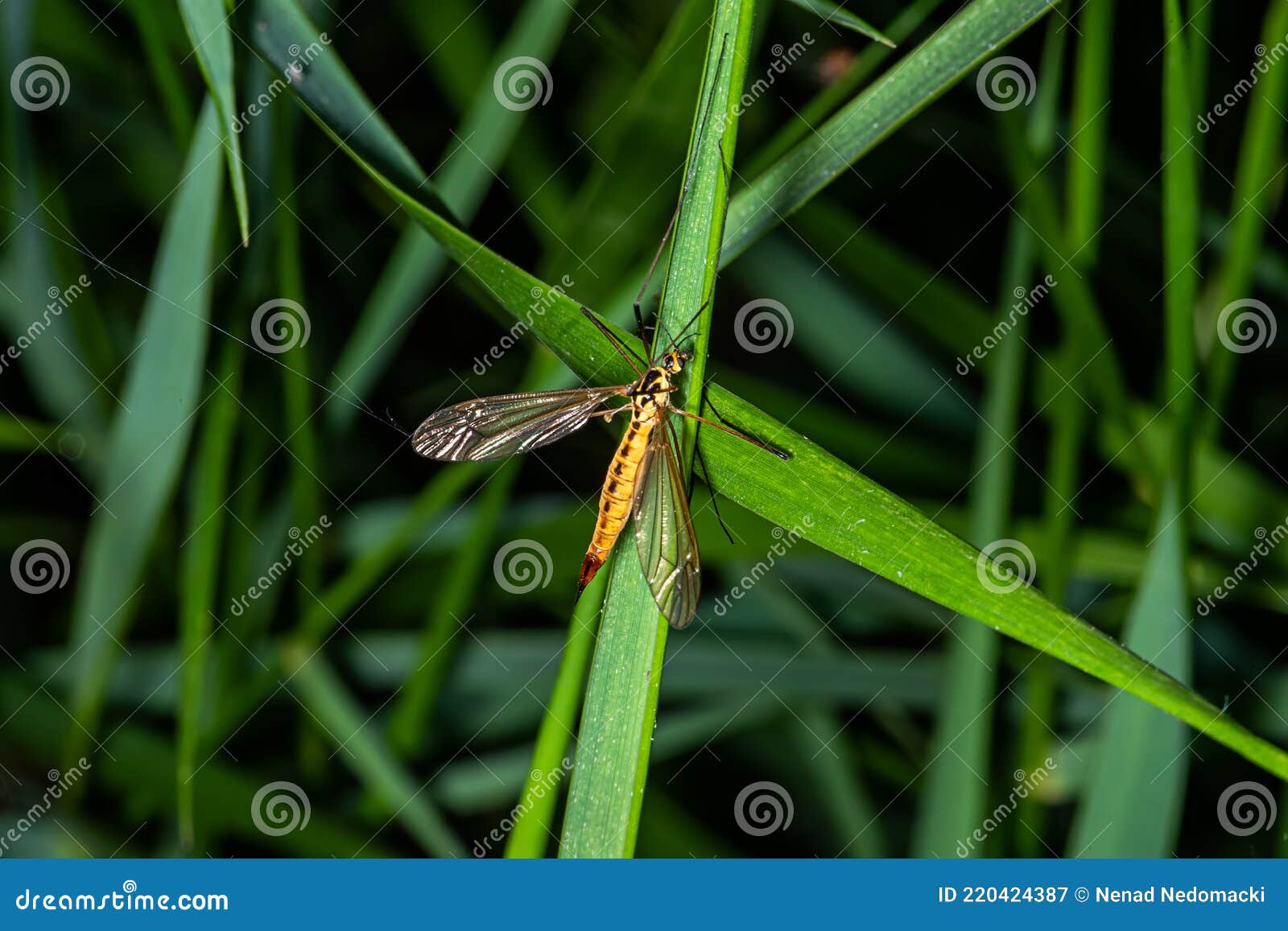 Nephrotoma Appendiculata, the Spotted Crane Fly, is a Species of Crane ...