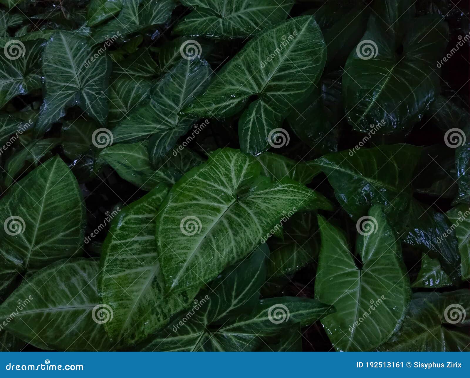 Nephthytis Flowering Plants Green Leaves Stock Image - Image of produce ...