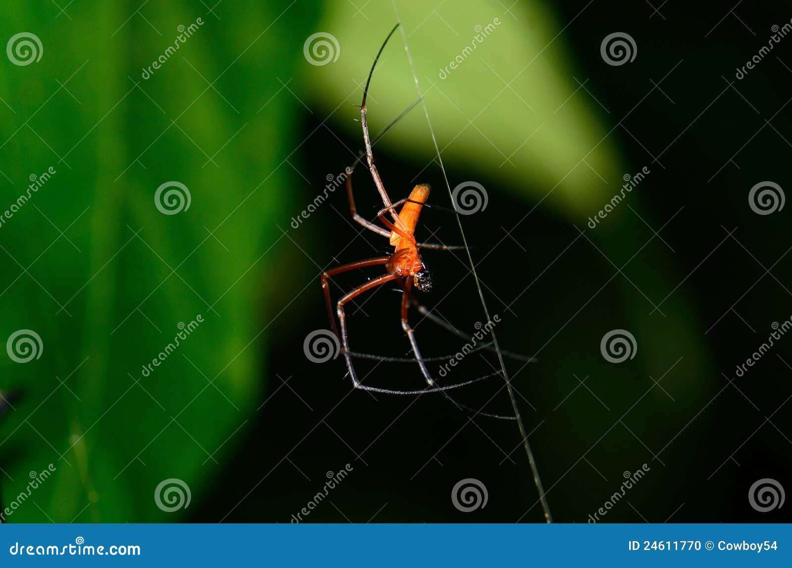 Nepila spider stock photo. Image of rest, animal, arachnida - 24611770