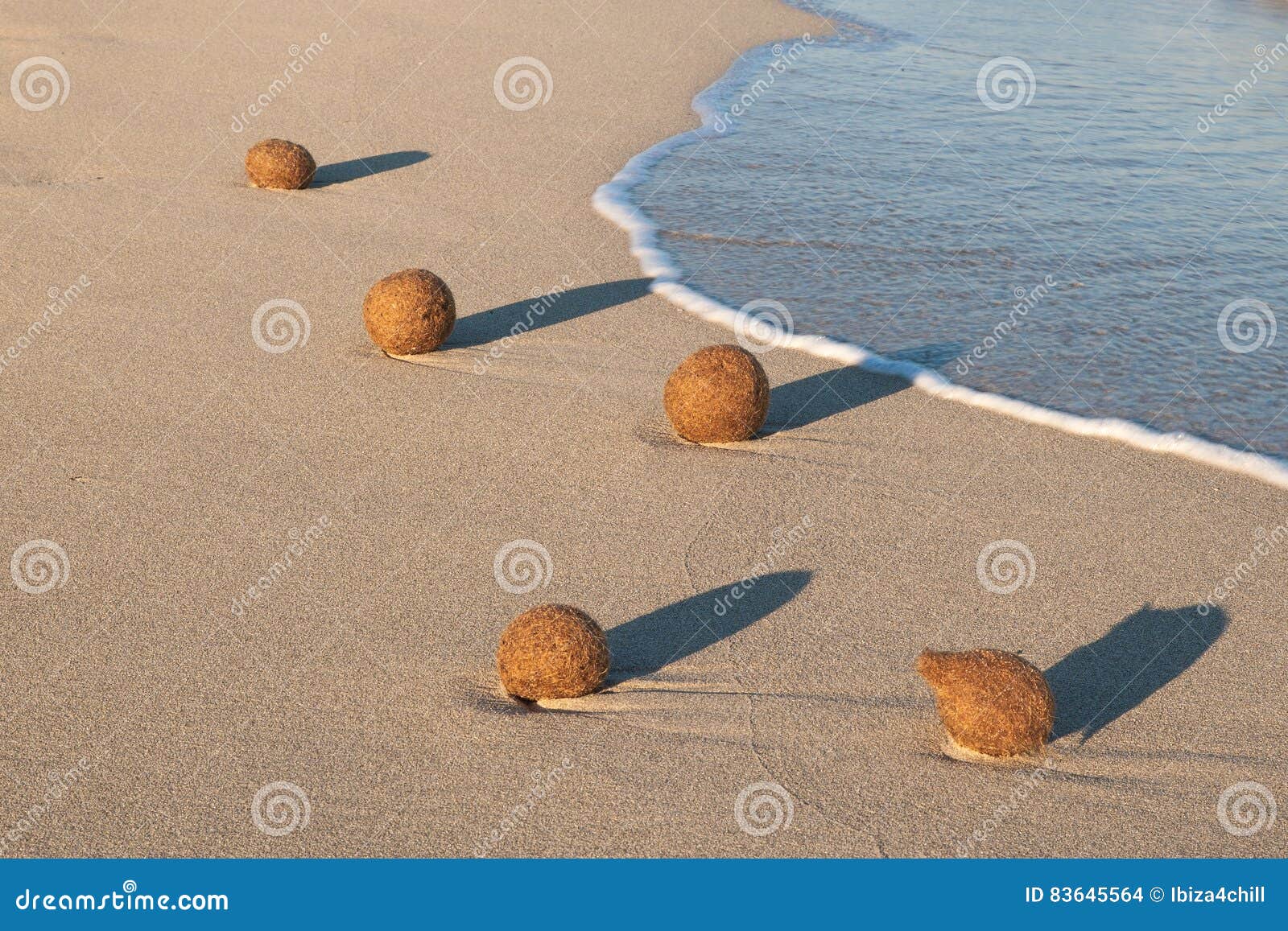 Neptune Seaweed Balls on the Beach Stock Photo - Image of grass ...