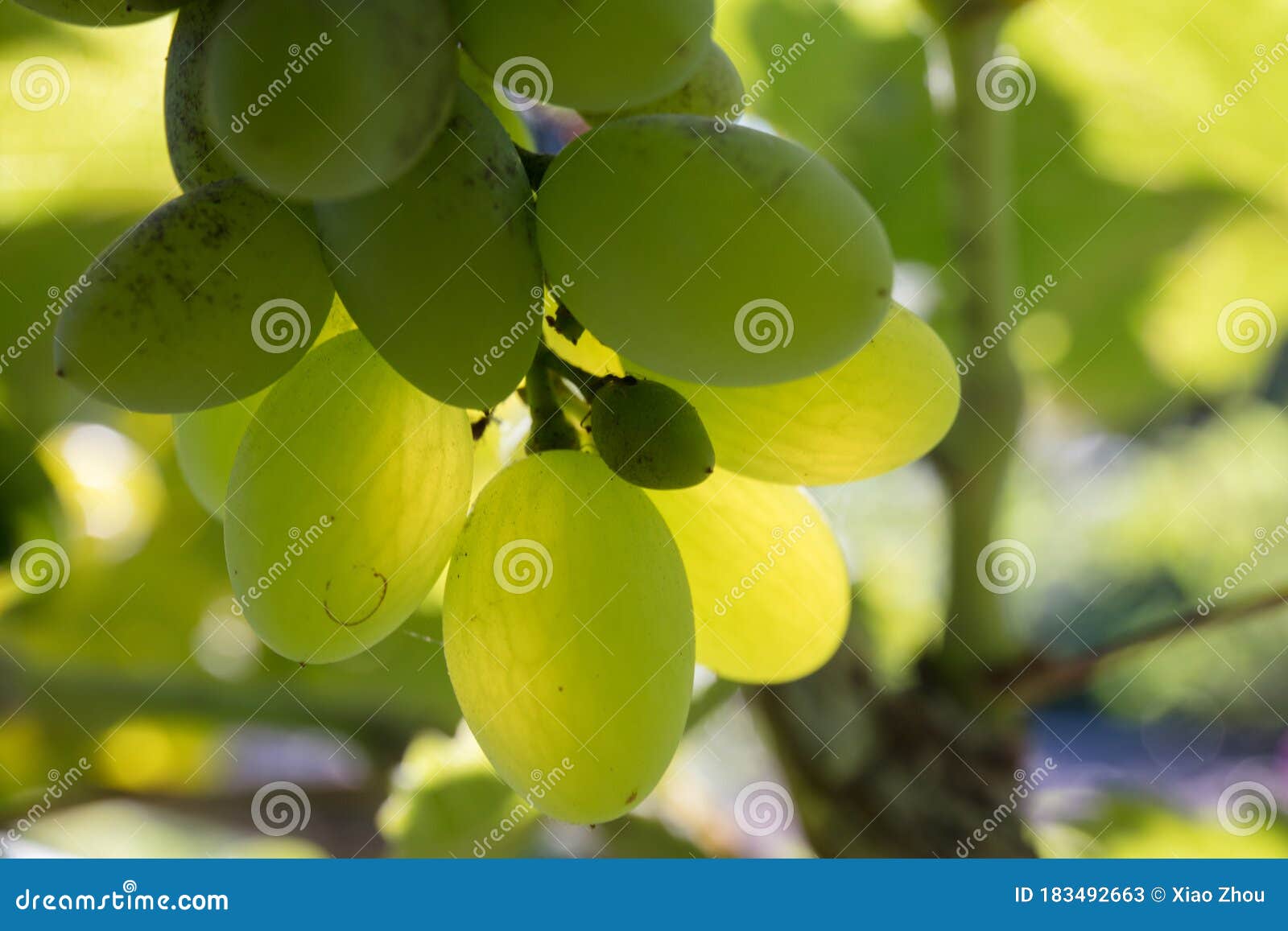 Neptune Seedless Grape stock image. Image of background - 183492663