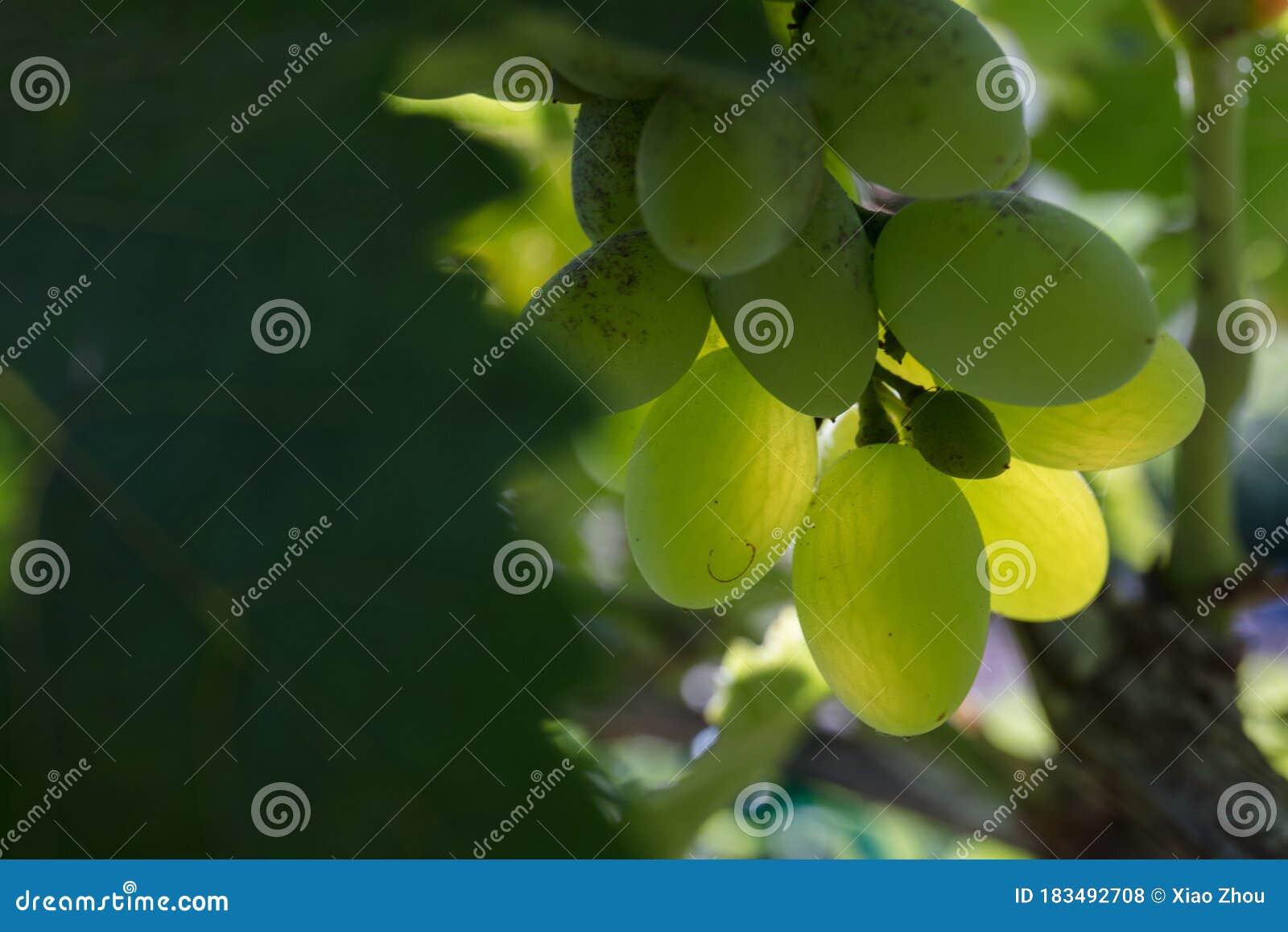 Neptune Seedless Grape stock photo. Image of nature - 183492708