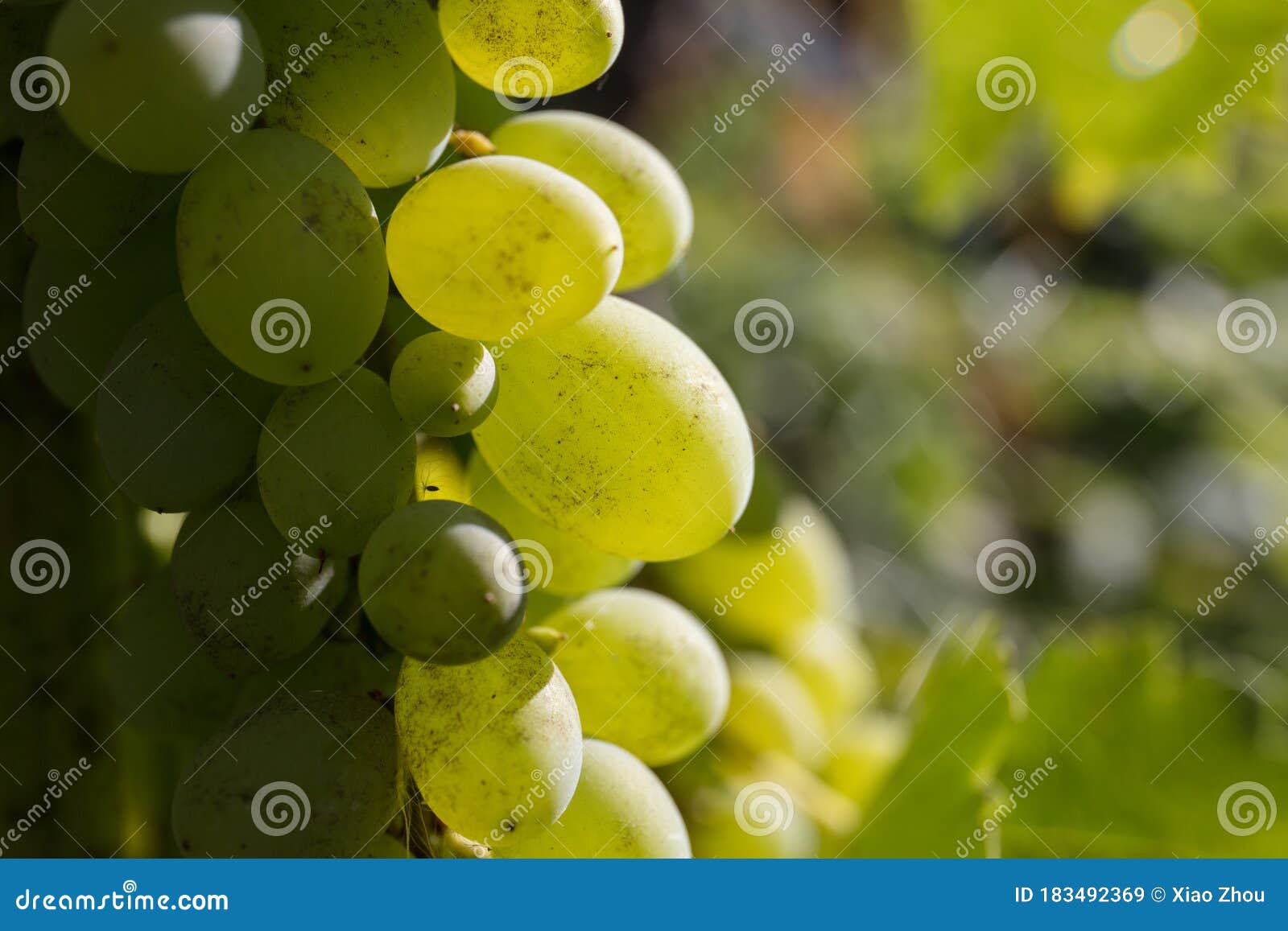 Neptune Seedless Grape stock image. Image of spring - 183492369