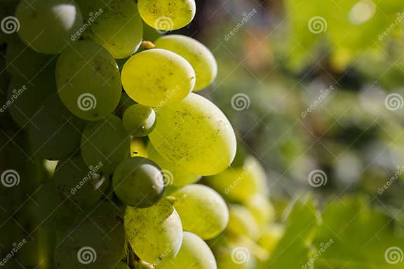 Neptune Seedless Grape stock image. Image of spring - 183492369