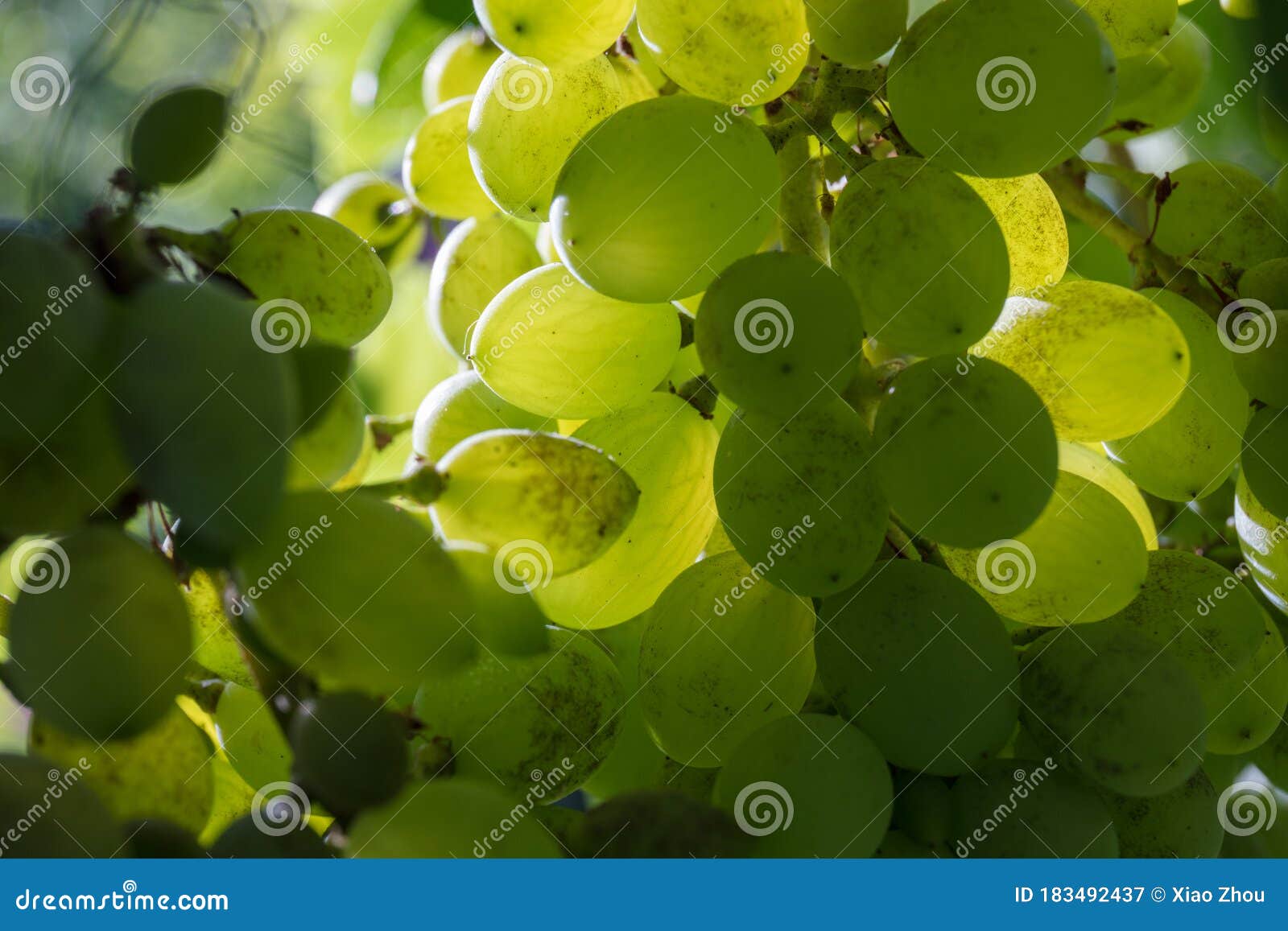 Neptune Seedless Grape stock image. Image of food, plants - 183492437
