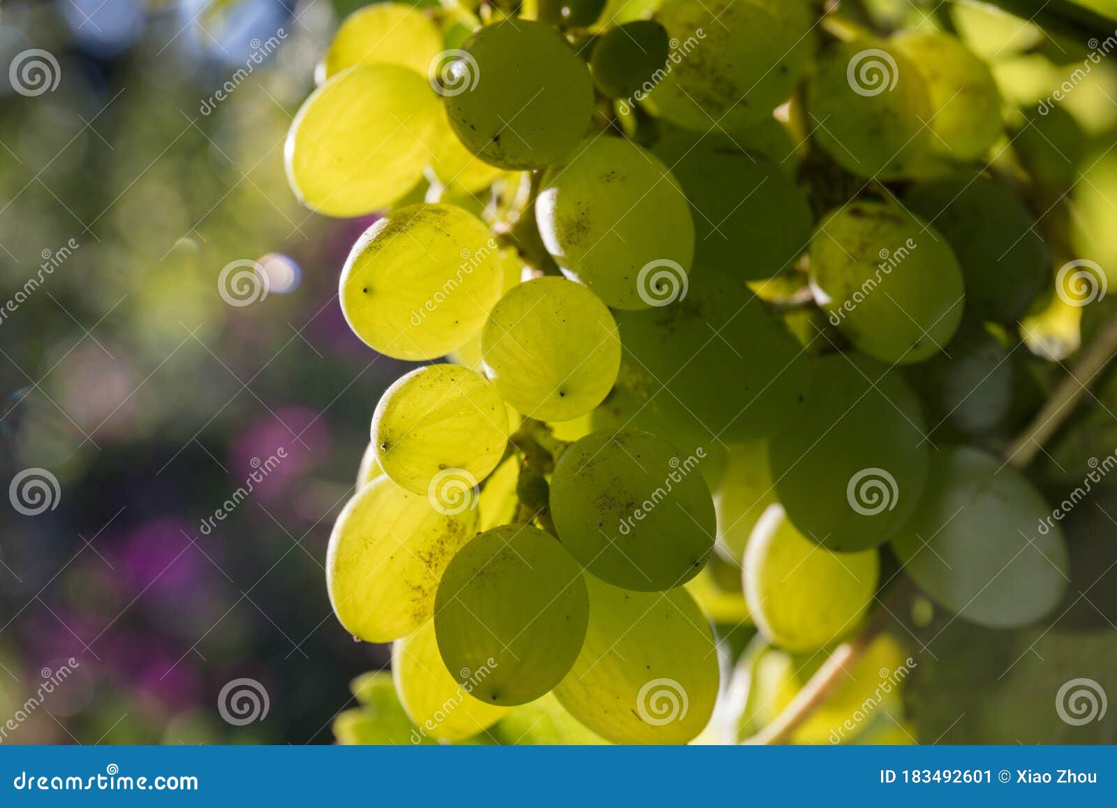 Neptune Seedless Grape stock image. Image of grape, background - 183492601