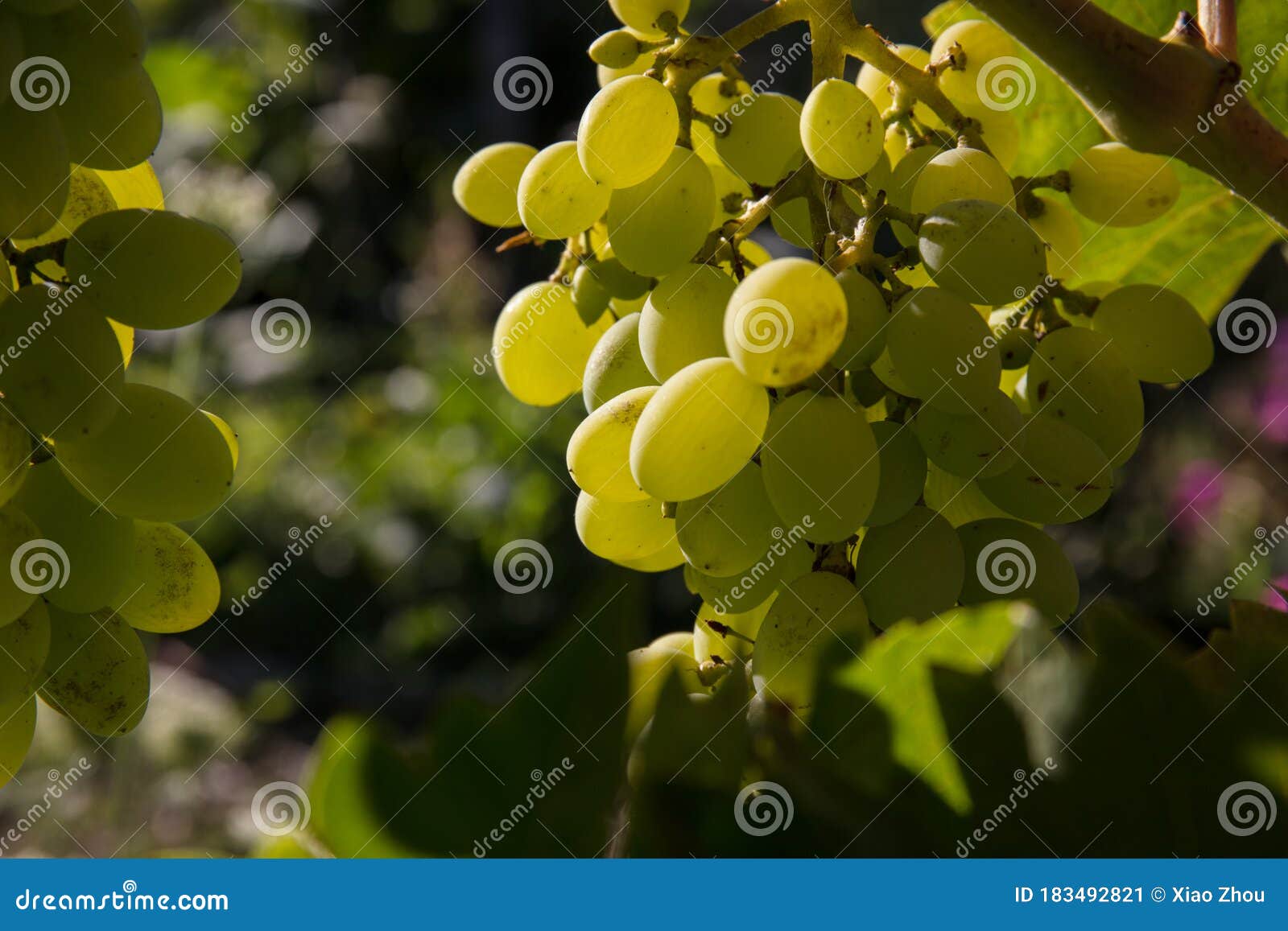 Neptune Seedless Grape stock image. Image of neptune - 183492821
