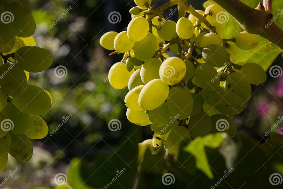 Neptune Seedless Grape stock image. Image of neptune - 183492821