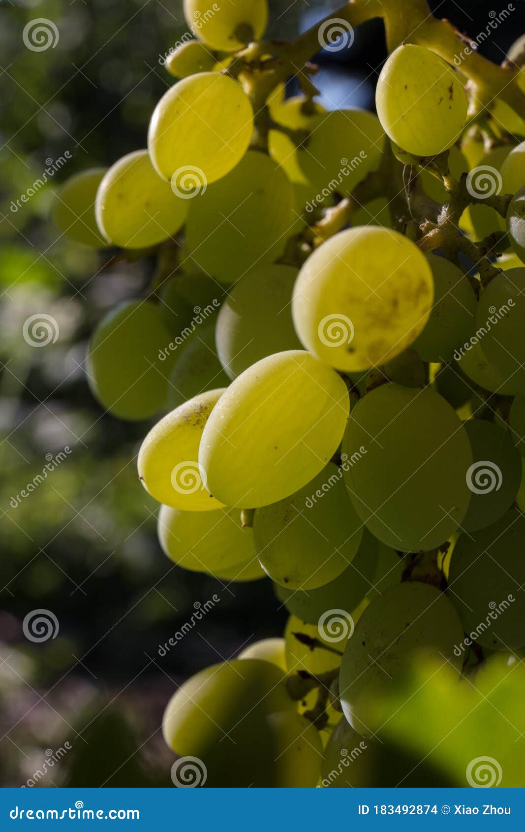 Neptune Seedless Grape stock photo. Image of neptune - 183492874