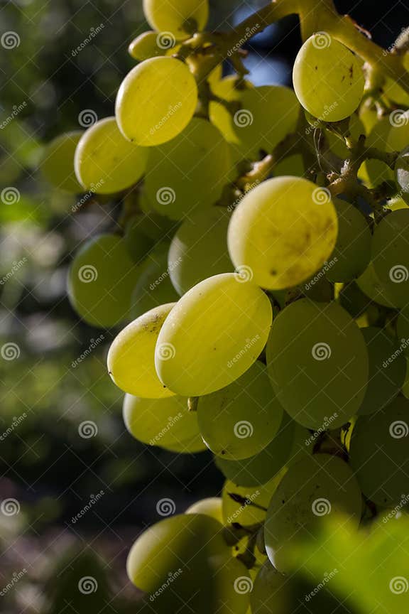 Neptune Seedless Grape stock photo. Image of neptune - 183492874