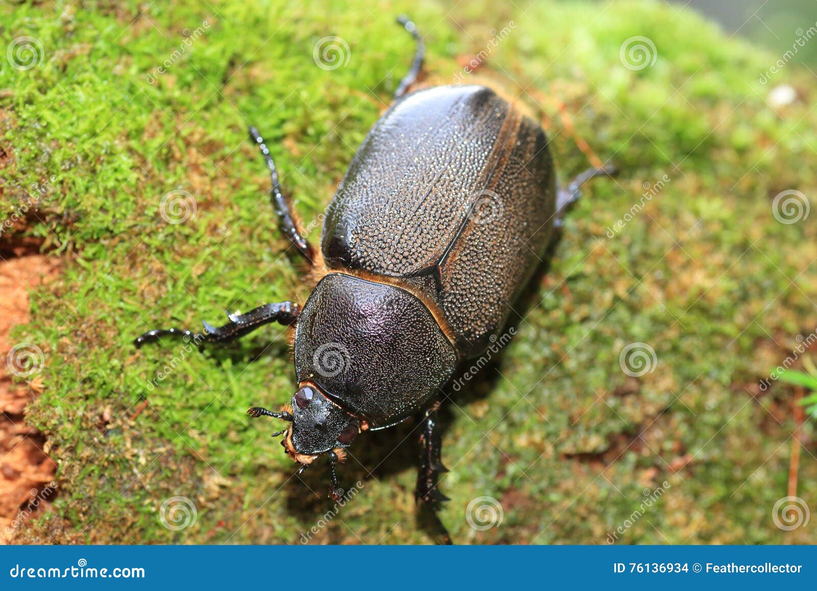 Neptunus beetle stock photo. Image of ecuador, natural - 76136934