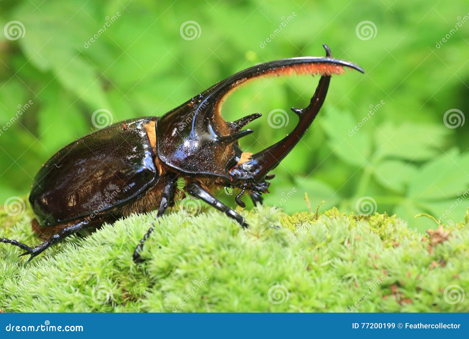 Neptunus beetle stock image. Image of amazon, neptunus - 77200199