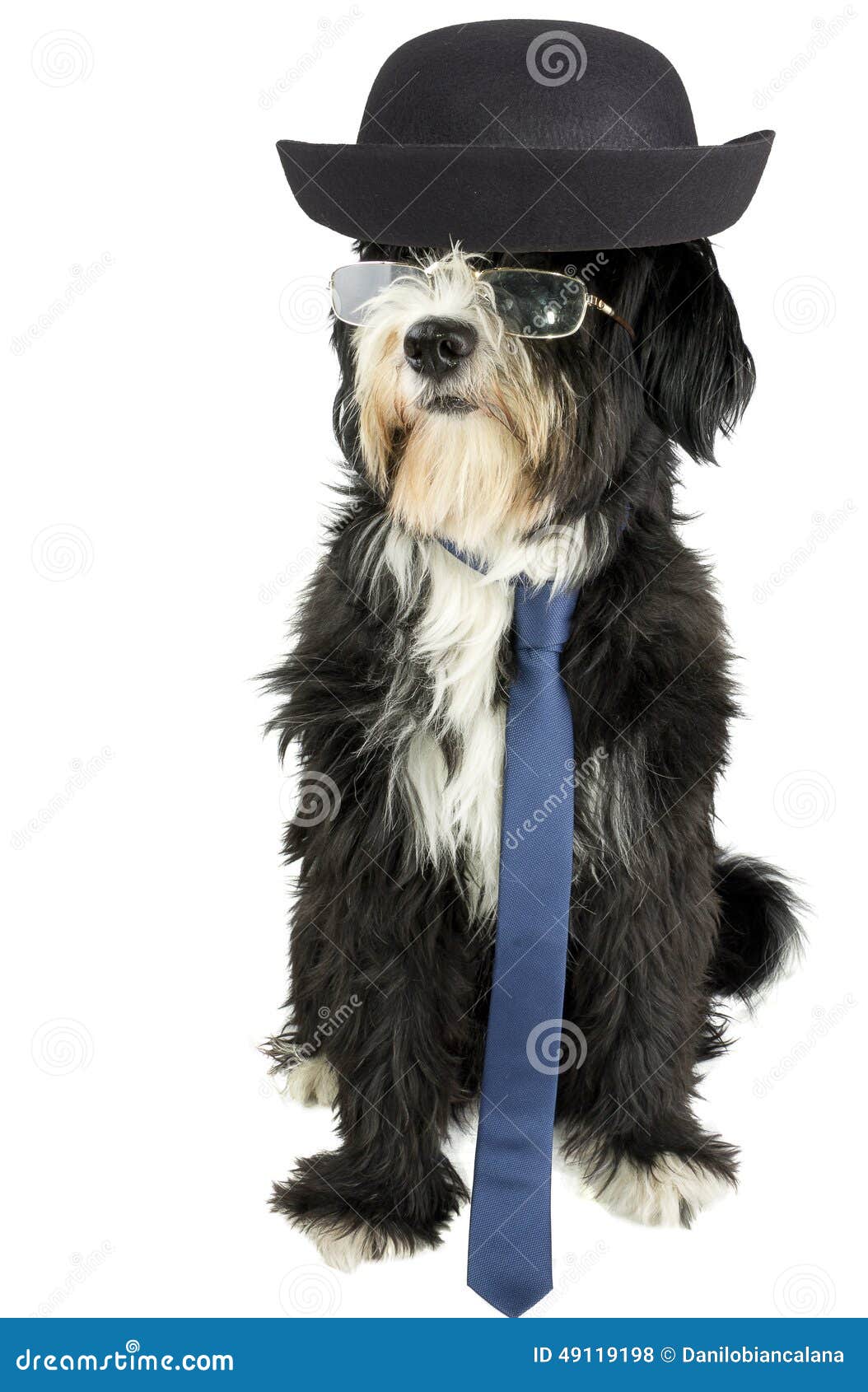Nerd dog stock photo. Image of learning, purebred, glasses - 49119198