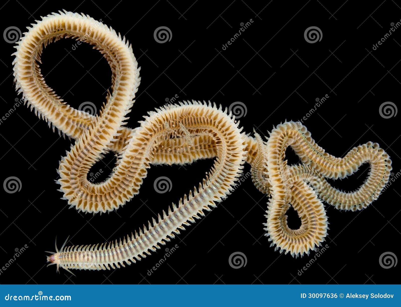 Nereis stock photo. Image of kara, explore, benthos, science - 30097636