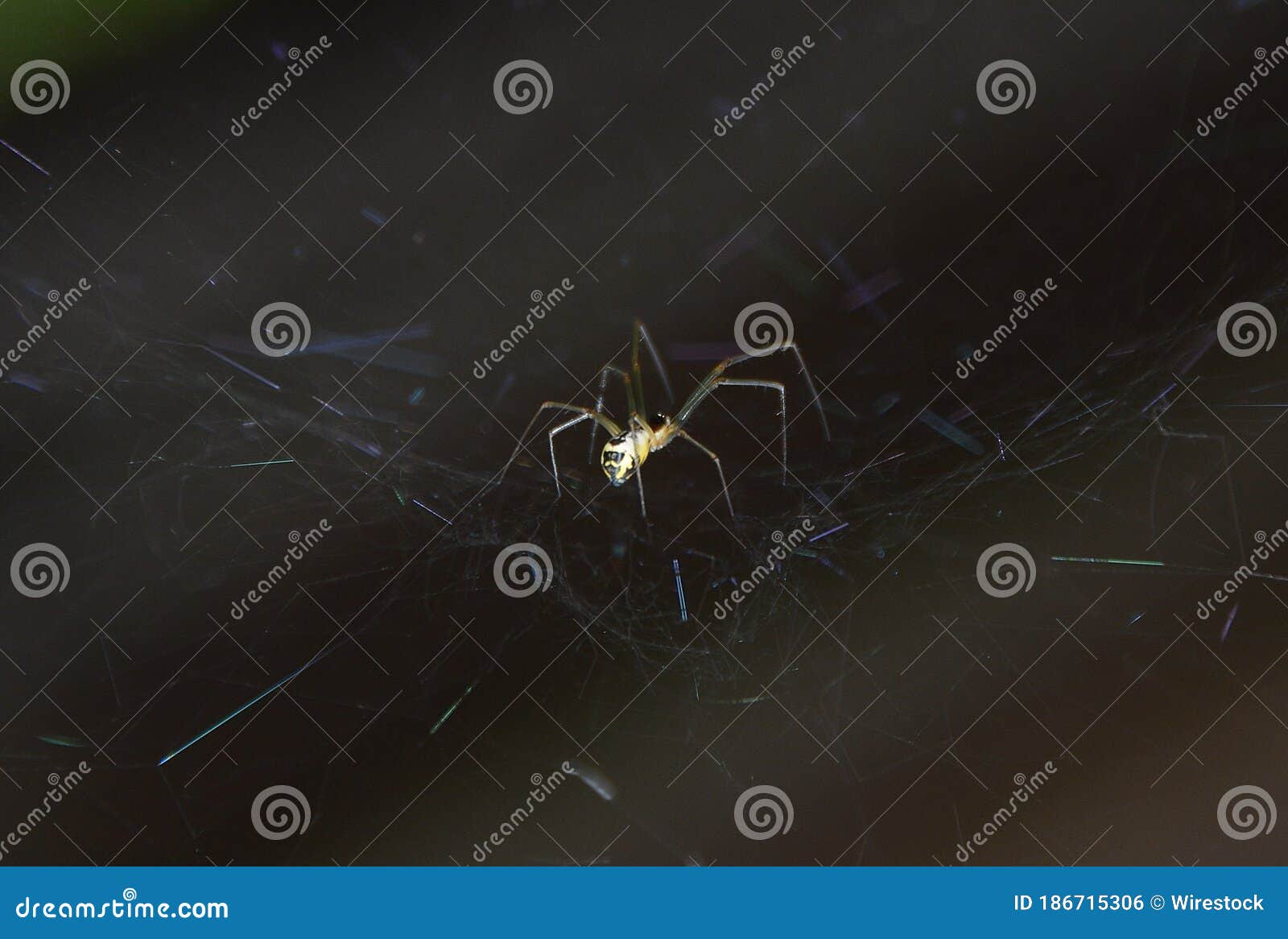 Neriene radiata spider stock photo. Image of isolated - 186715306