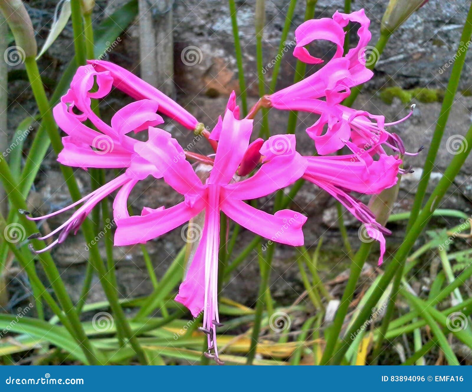 Nerine Flower stock photo. Image of stamen, pink, bulb - 83894096