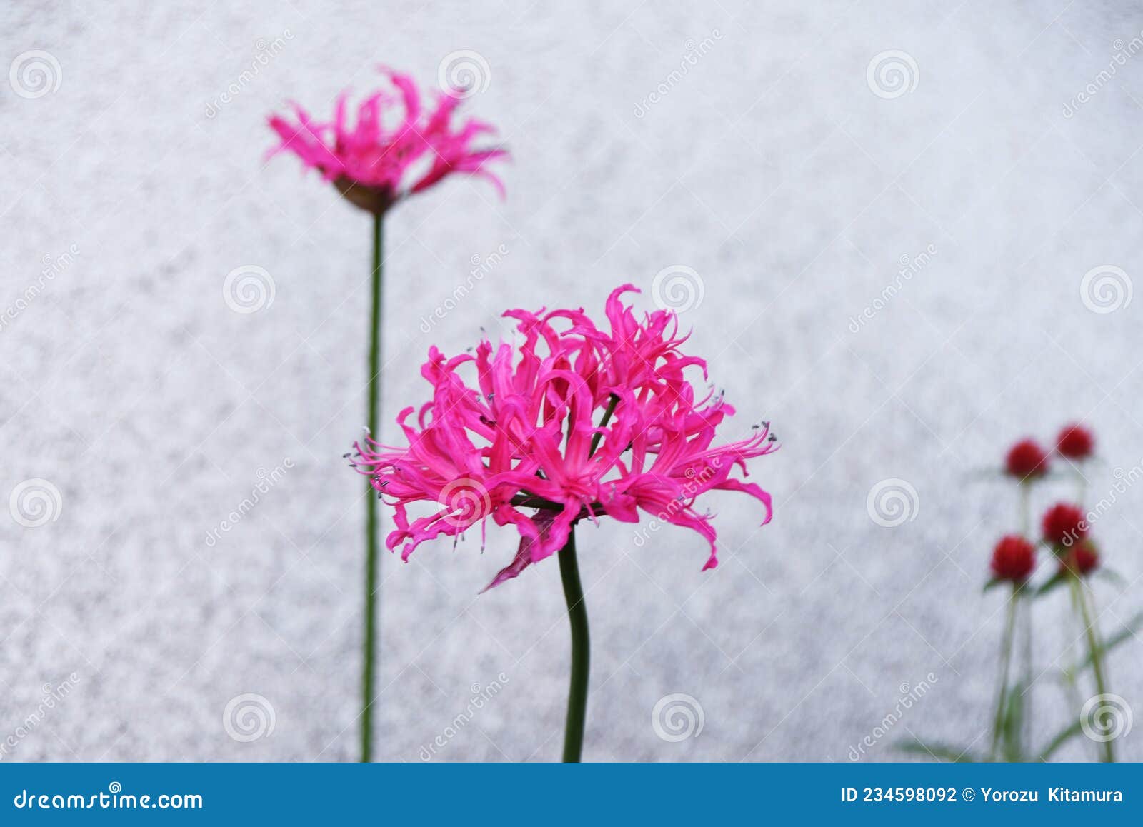 Nerine flowers. stock photo. Image of natural, native - 234598092