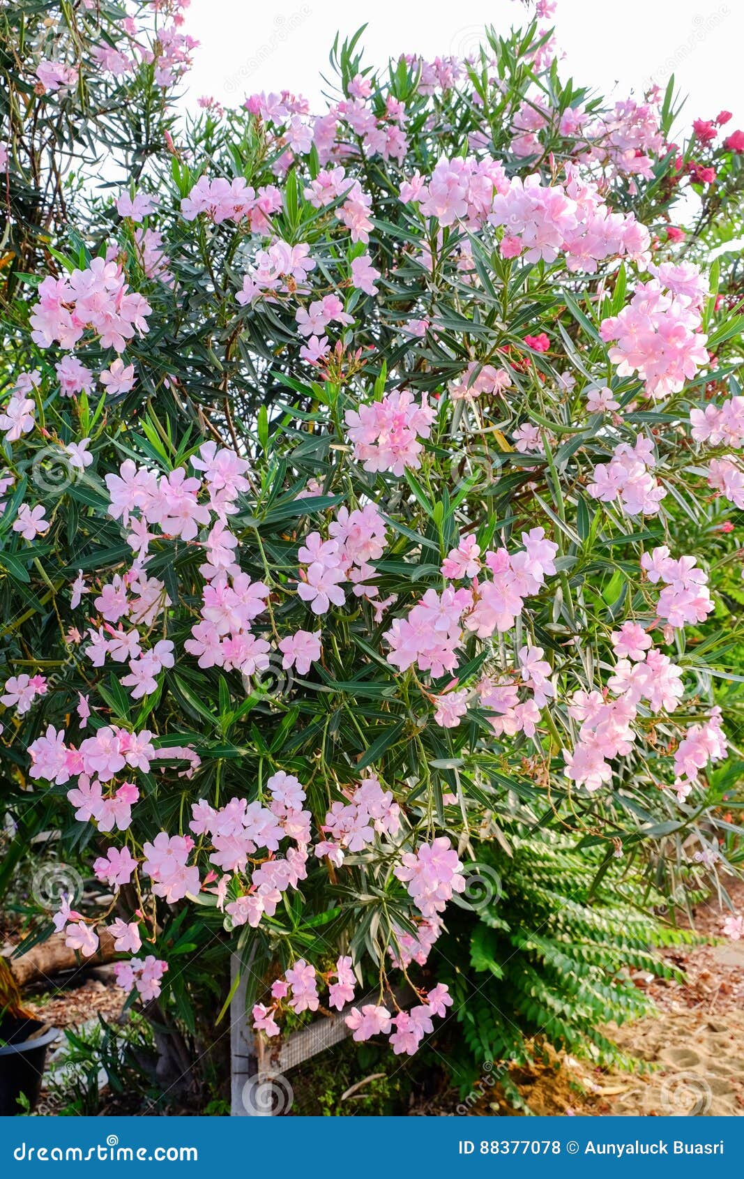 Nerium, Adelfa, Adelfa Dulce, Rose Bay Foto de archivo - Imagen de ...