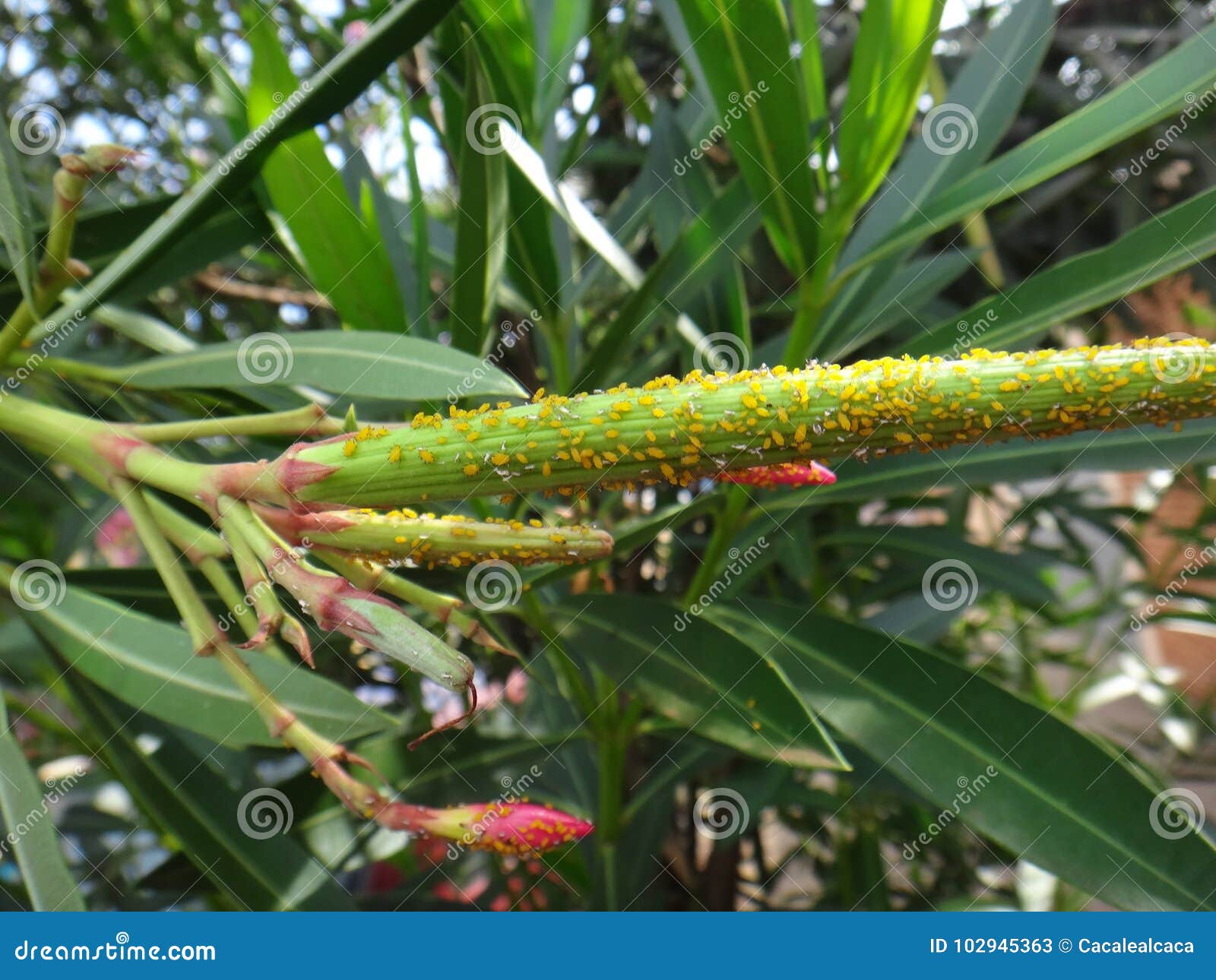 Nerium Aphids in Oleander Plant Stock Image - Image of branch, creature ... Nerium Aphids in Oleander Plant Stock Image - Image of branch, creature ...