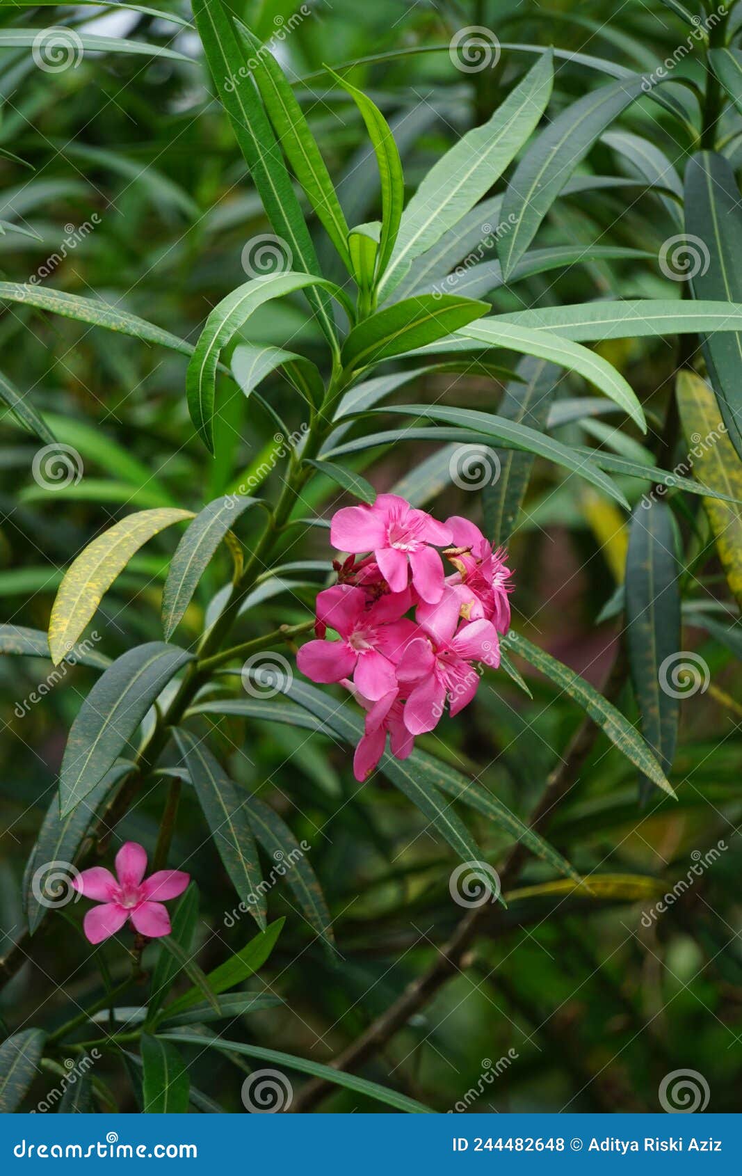 Nerium Oleander Also Called Oleander, Nerium, Bunga Mentega, Bunga ...