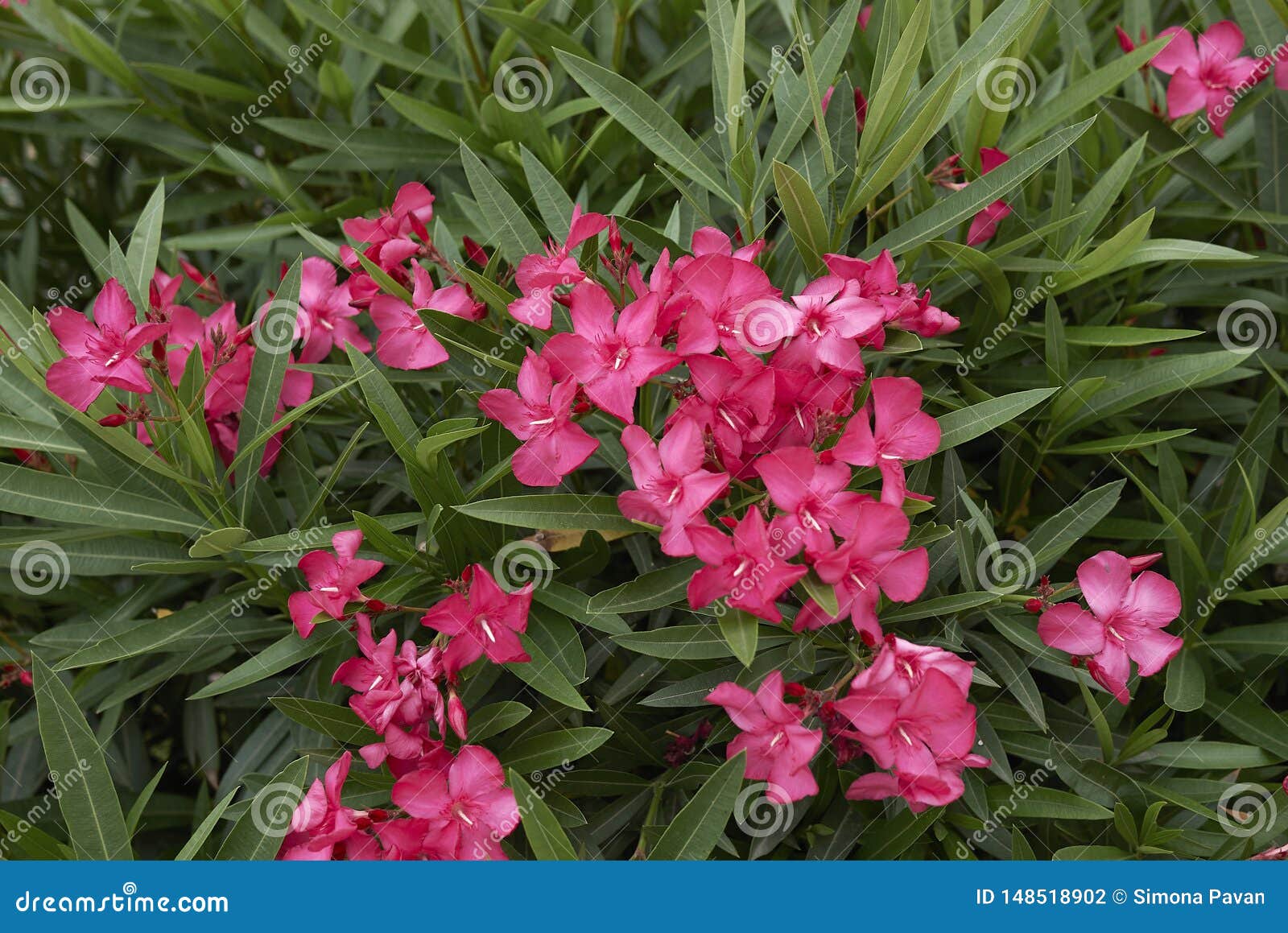 Nerium oleander in bloom stock photo. Image of milk - 148518902