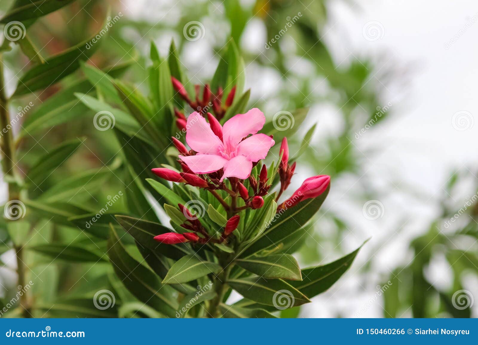 Nerium Oleander in Blooming in Spring in Turkey Stock Photo - Image of ...