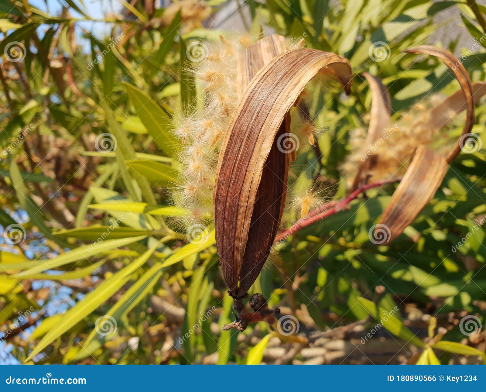 Dry Seeds of Nerium Oleander. Stock Photo - Image of oleander, fluff ...