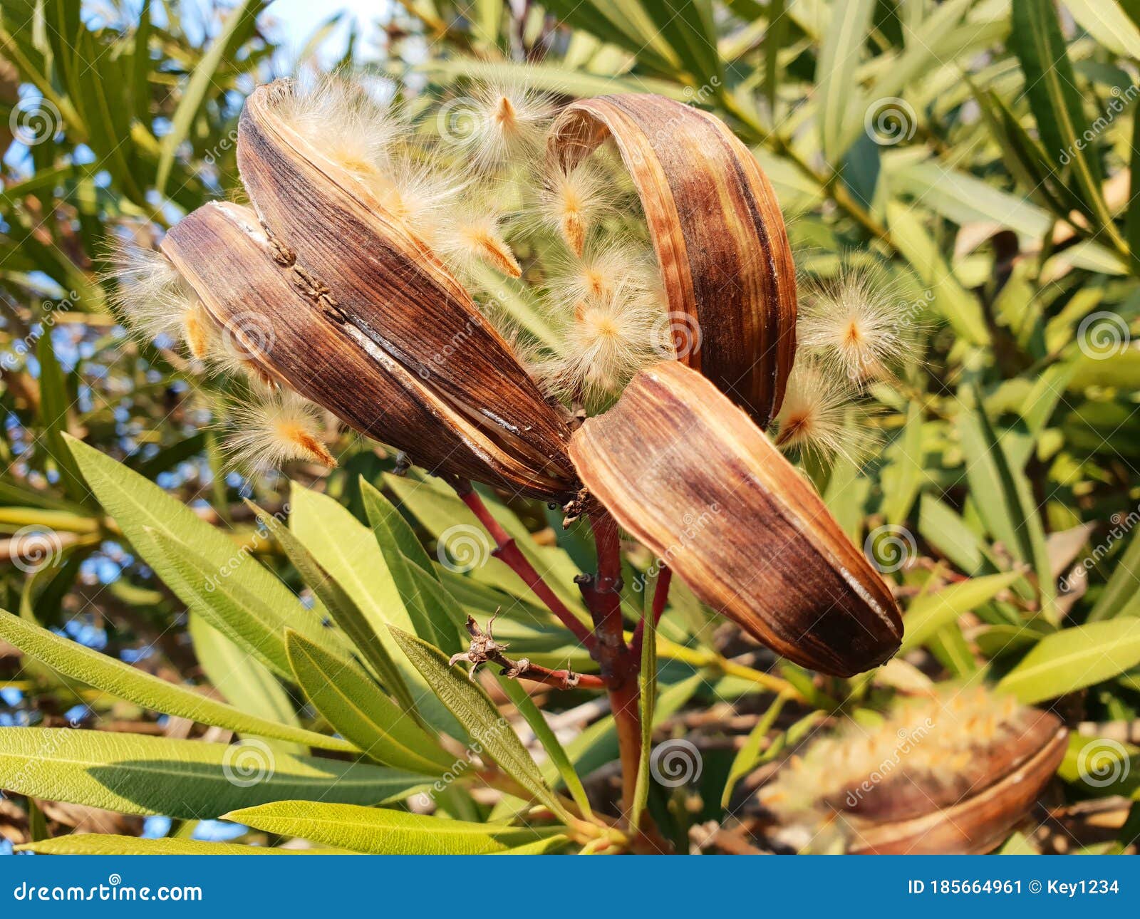 Macro of Nerium Oleander Seeds Stock Image - Image of evergreen ...