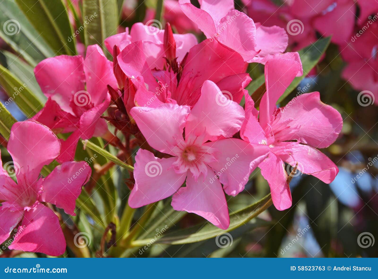Nerium Oleander, Commonly Known As Oleander Or Nerium, Is A Fast ...