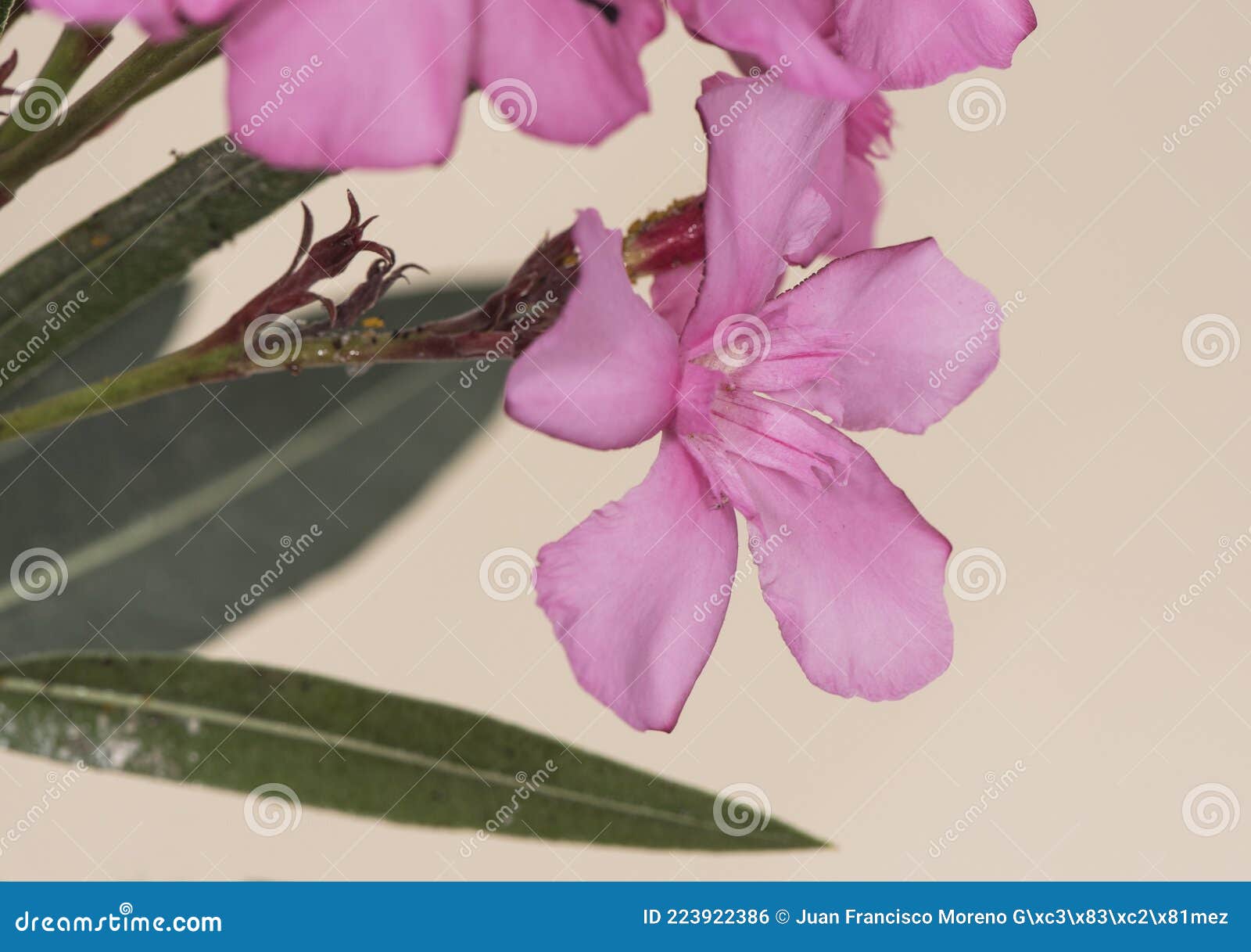Nerium Oleander is Een Middelgrote Struikgewas Met Mooie Grote, Diepe ... Nerium Oleander is Een Middelgrote Struikgewas Met Mooie Grote, Diepe ...