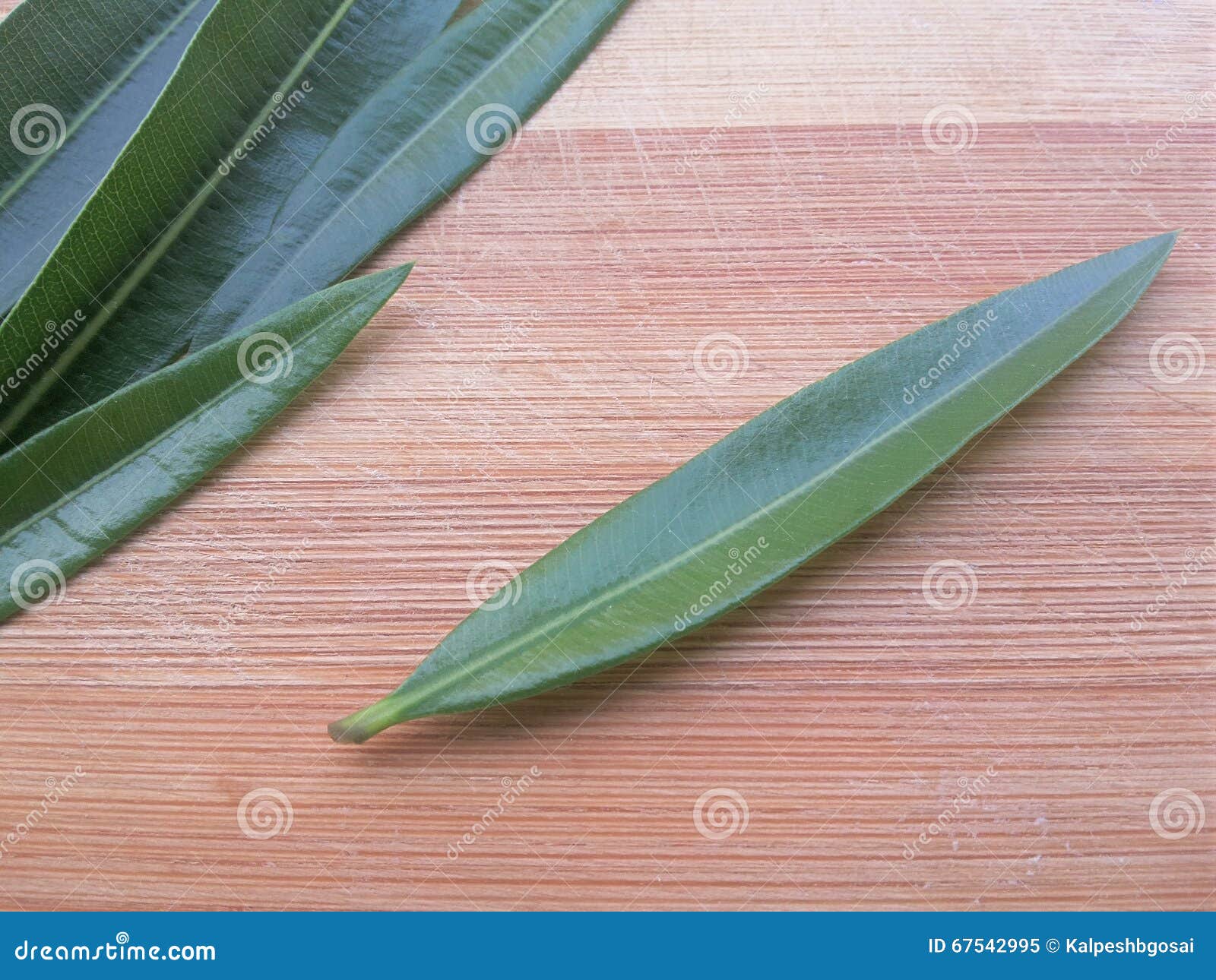 Nerium Oleander Leaf Stock Photos - Download 1,852 Royalty Free Photos