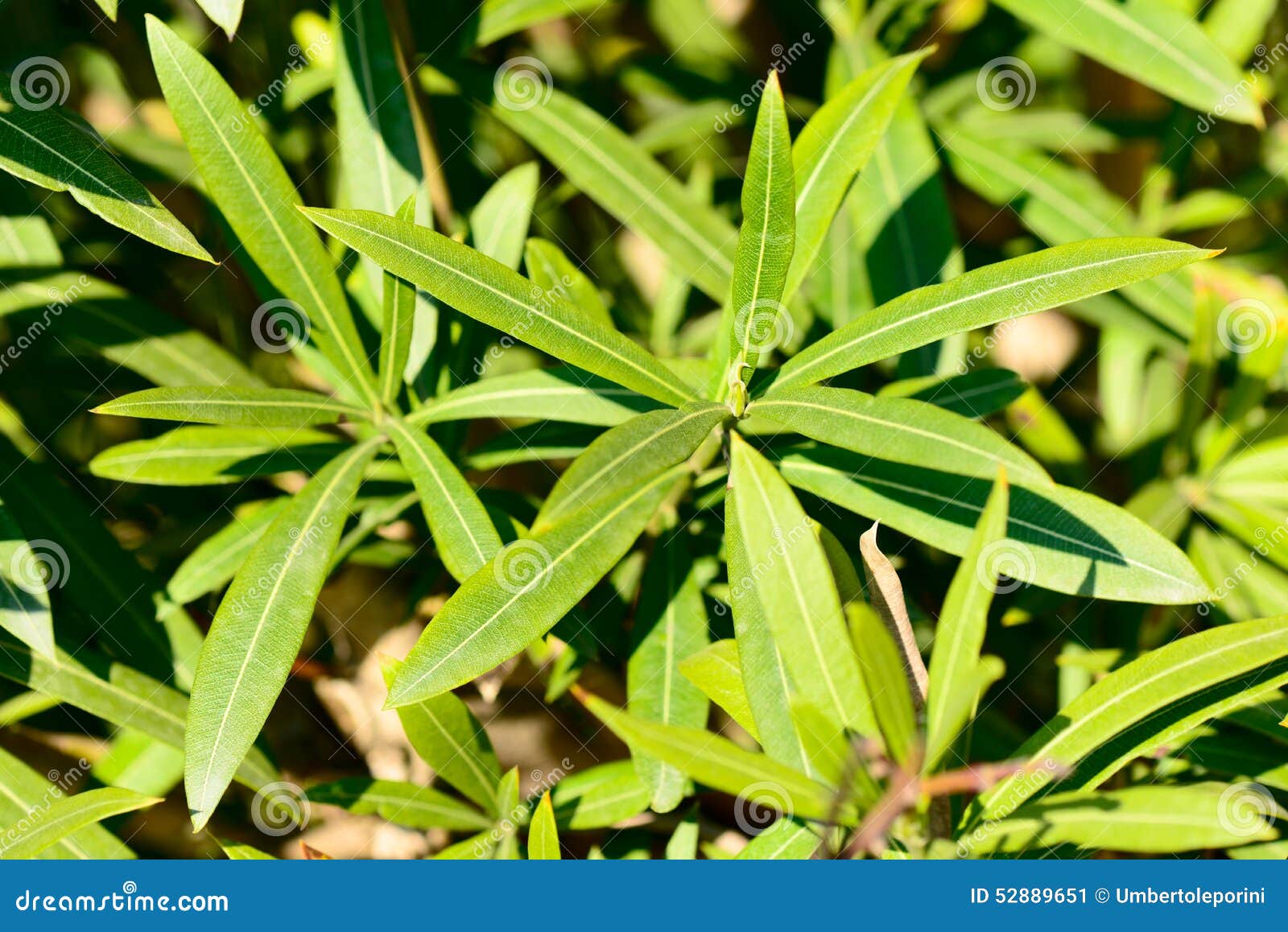 Nerium Oleander Leaves Royalty-Free Stock Photography | CartoonDealer ...
