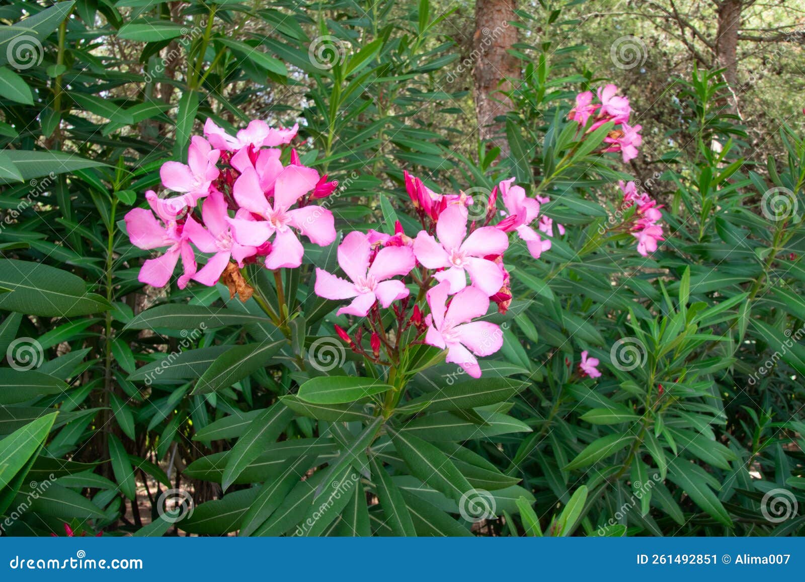 Nerium Oleander, Most Commonly Known As Oleander or Nerium Stock Image ...