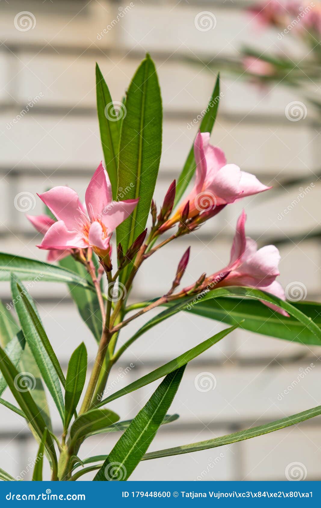 Nerium Oleander Petite Salmon Oleander Stock Photo - Image of funnel ...