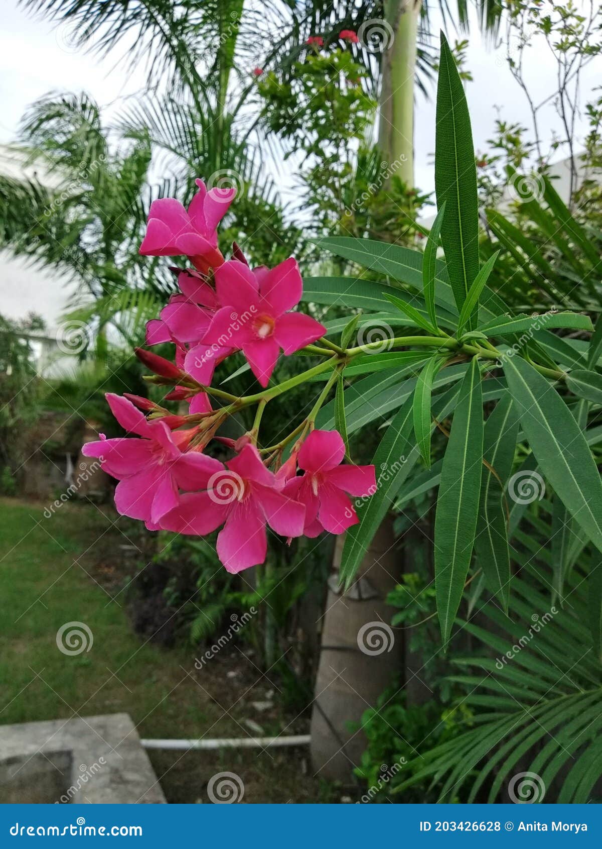 Oleander Standard Tree