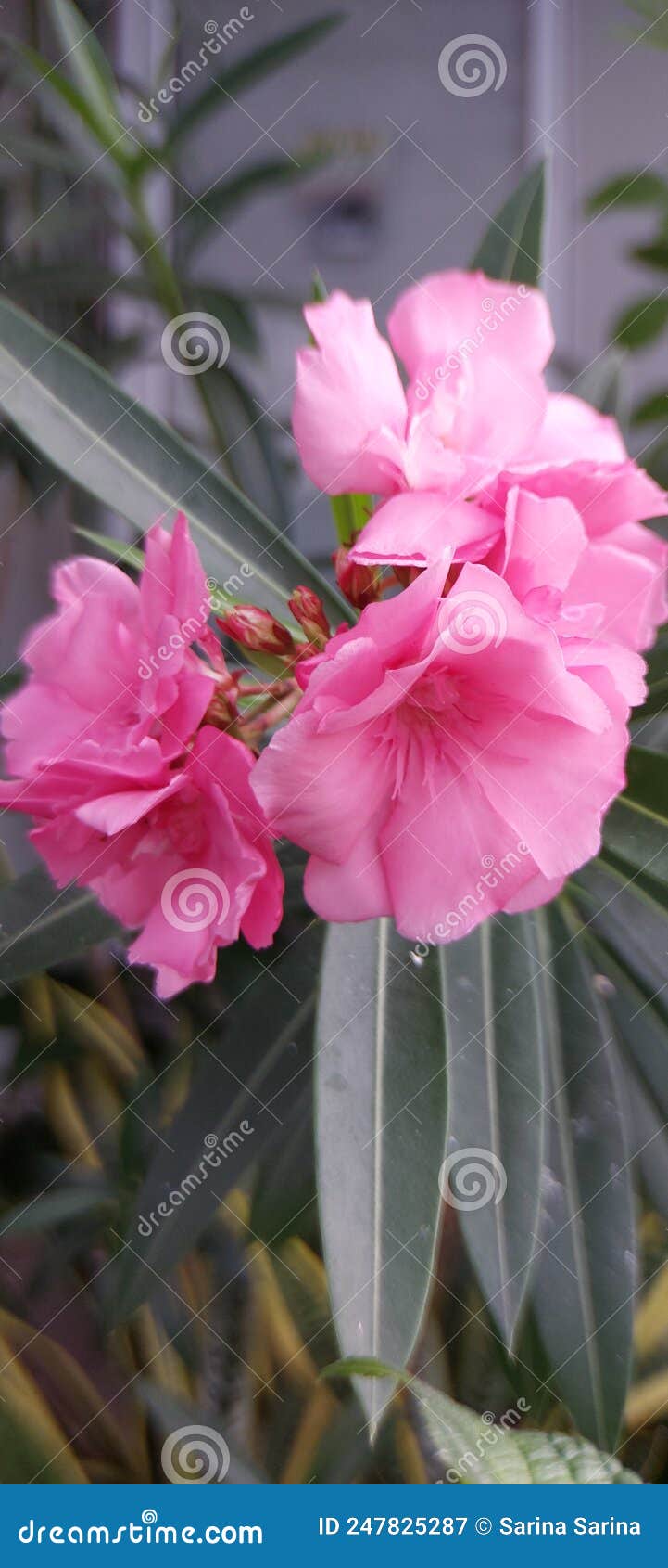 Nerium oleander rosa imagen de archivo. Imagen de flor - 247825287