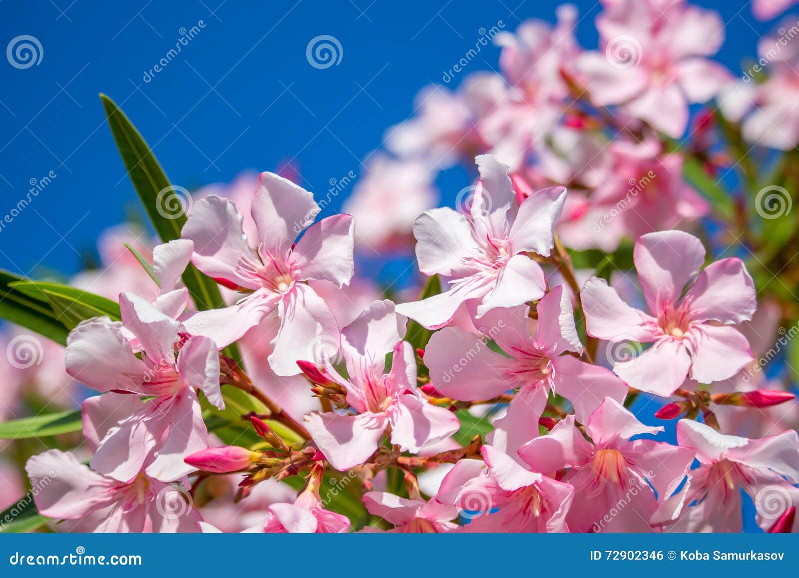 Nerium Oleander. Spring, Sunny Day Stock Photo - Image of leaves ...