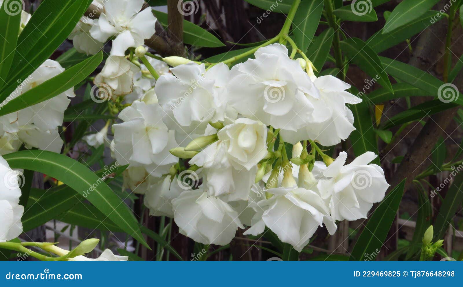 Nerium Oleander Tree Blooming White. Nerium Oleander Splendens - Dwarf ...