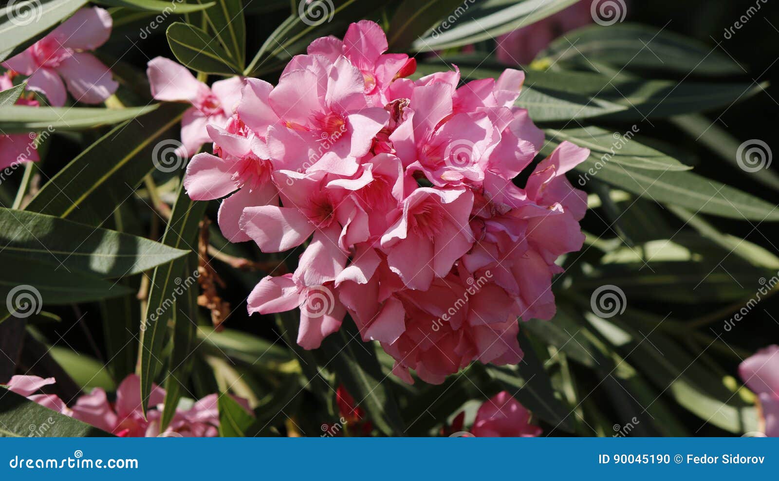 Nerium Oleander Tree Flowers Stock Photo - Image of floral, beauty ...